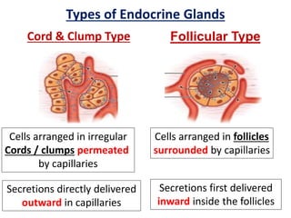Endocrine Gland Cell