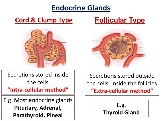 Histology of endocrine glands