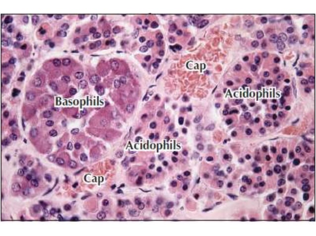Histology of endocrine glands