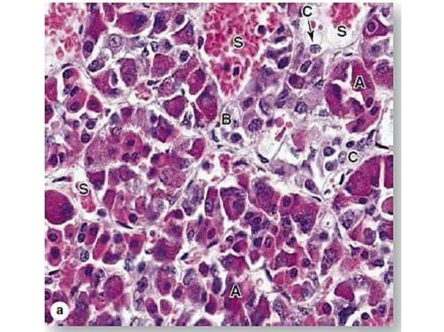 Histology of endocrine glands