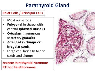 Histology Parathyroid Gland Cells