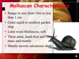 22. phylum molluscan i full explanation in brief words only on slide ...