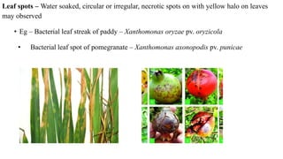 Symptoms of phytopathogenic bacteria | PDF