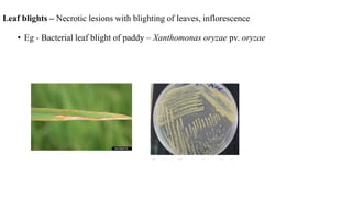 Symptoms of phytopathogenic bacteria | PDF