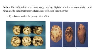 Symptoms of phytopathogenic bacteria | PDF