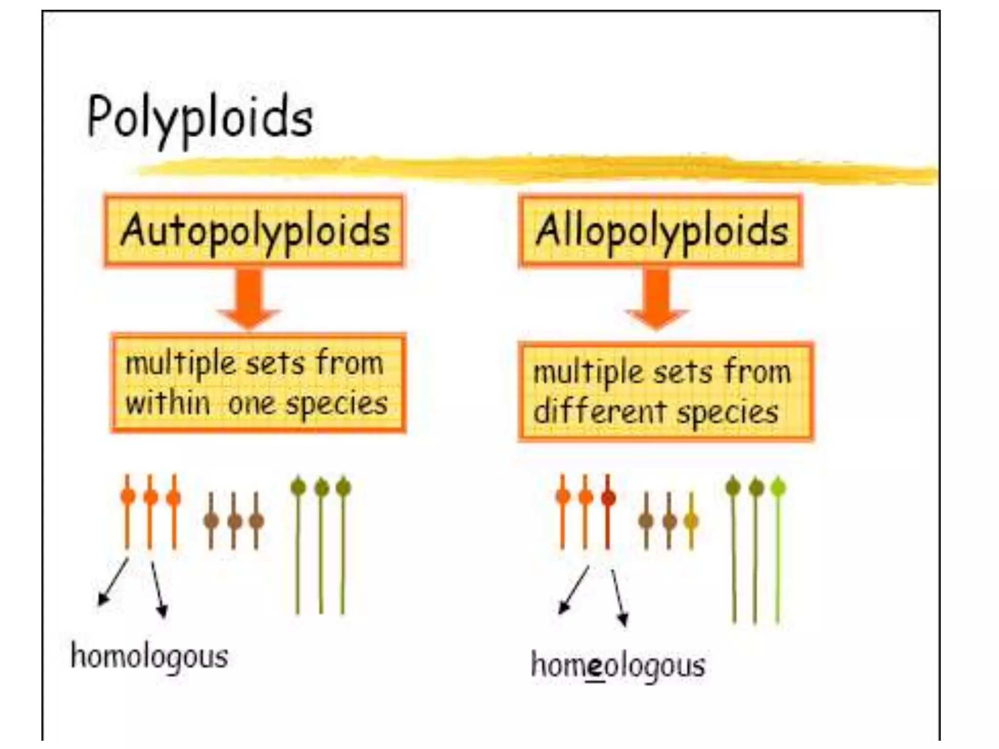 22. Polyploidy in plant breeding in crop improvement | PPT