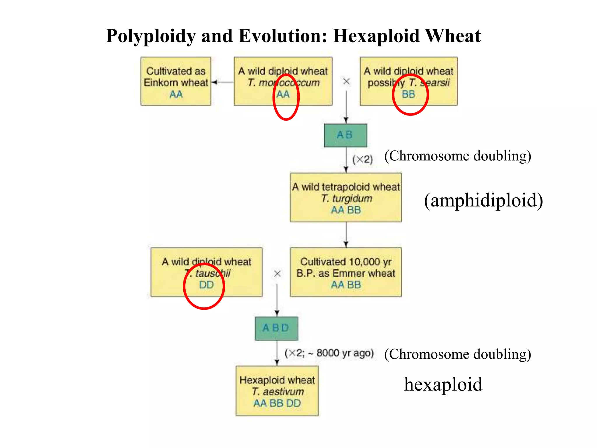 22. Polyploidy in plant breeding in crop improvement | PPT
