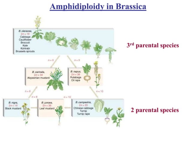 22. Polyploidy in plant breeding in crop improvement | PPT