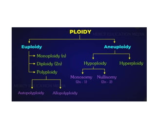 22. Polyploidy in plant breeding in crop improvement | PPT