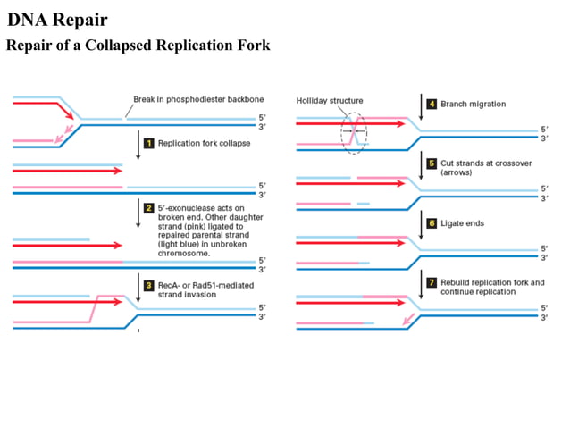22. DNA Damage and Repair.pdf