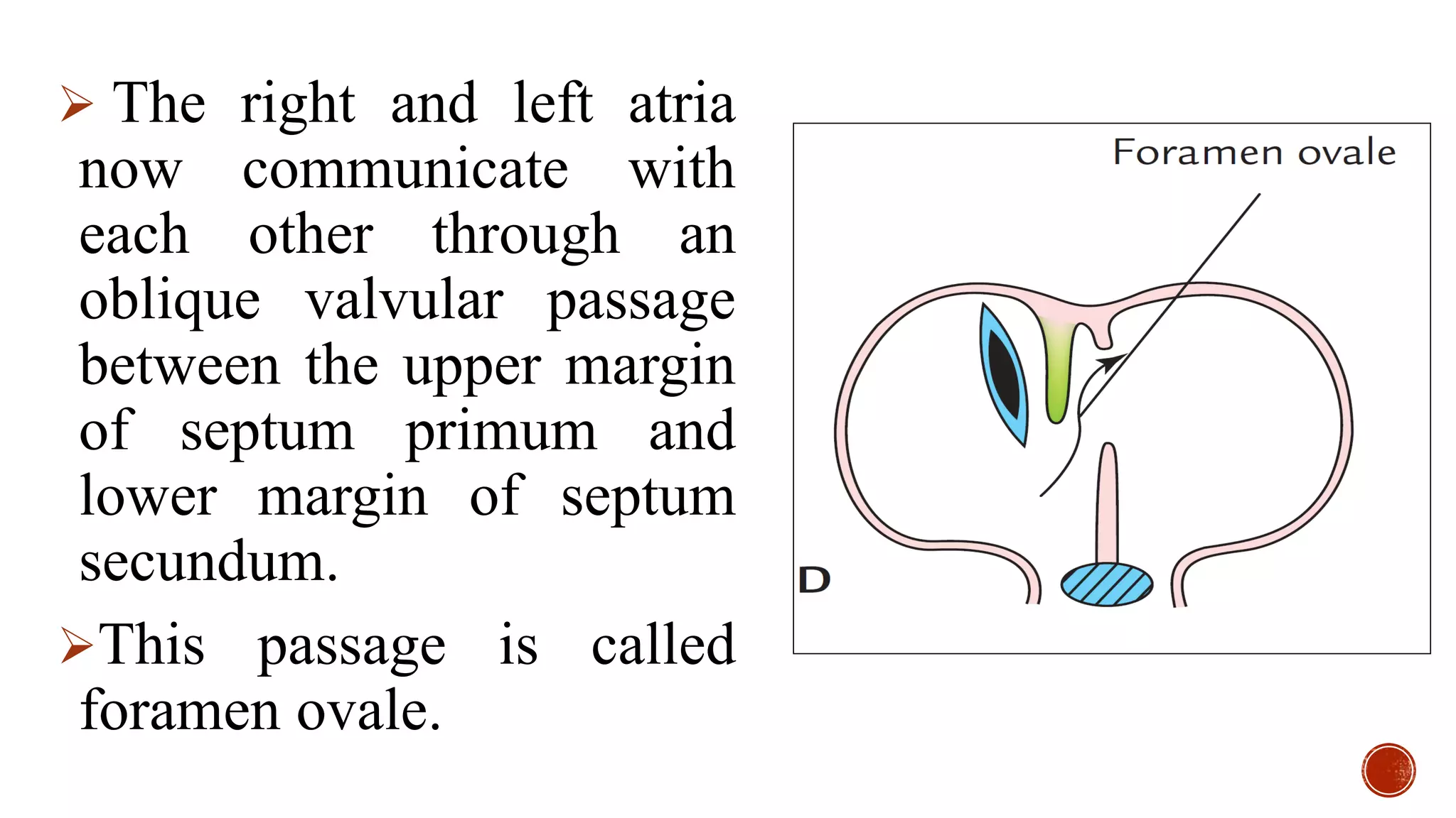 22. Development of Interatrial and Interventricular septum 2020.pdf