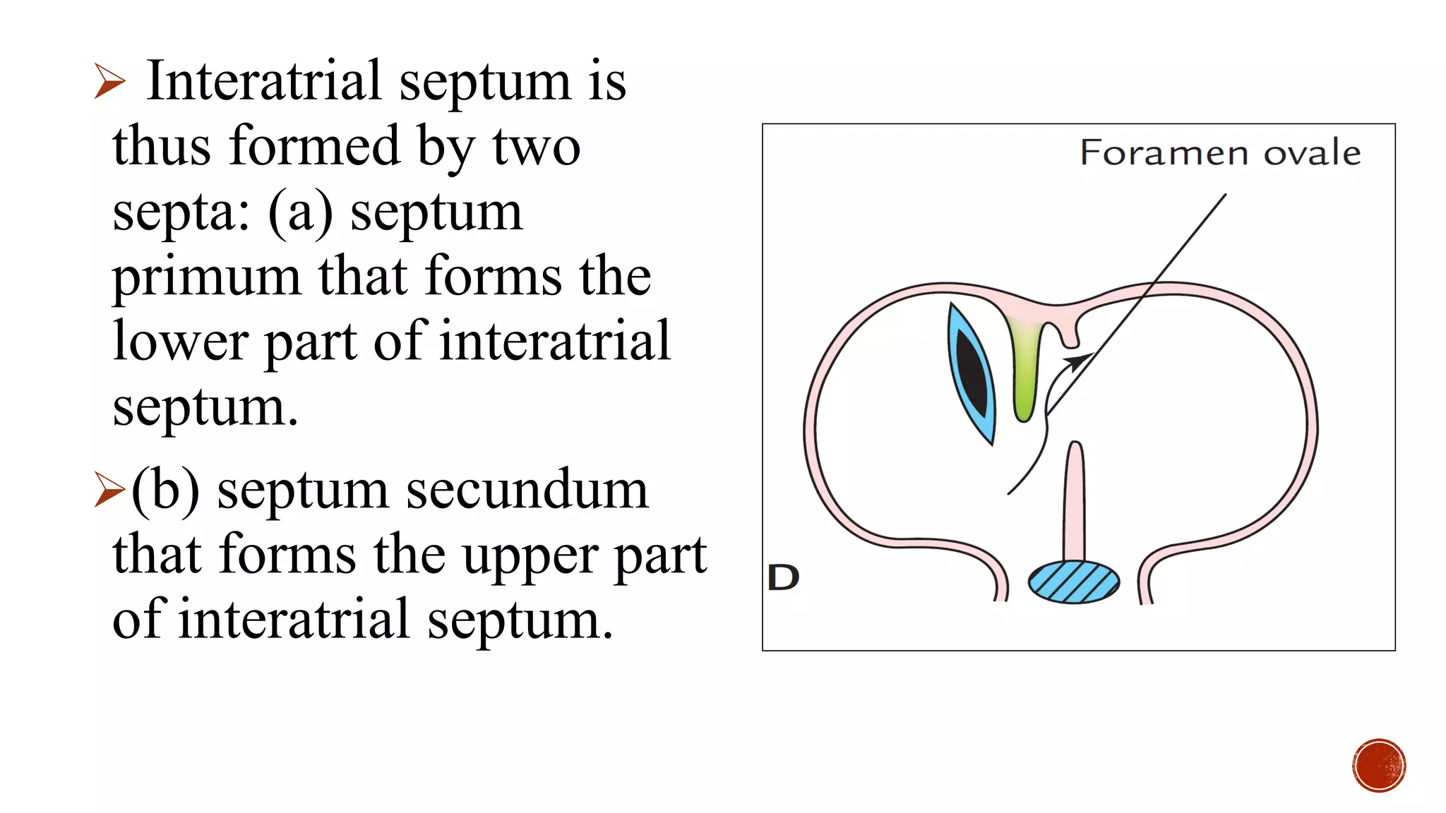 22. Development of Interatrial and Interventricular septum 2020.pdf