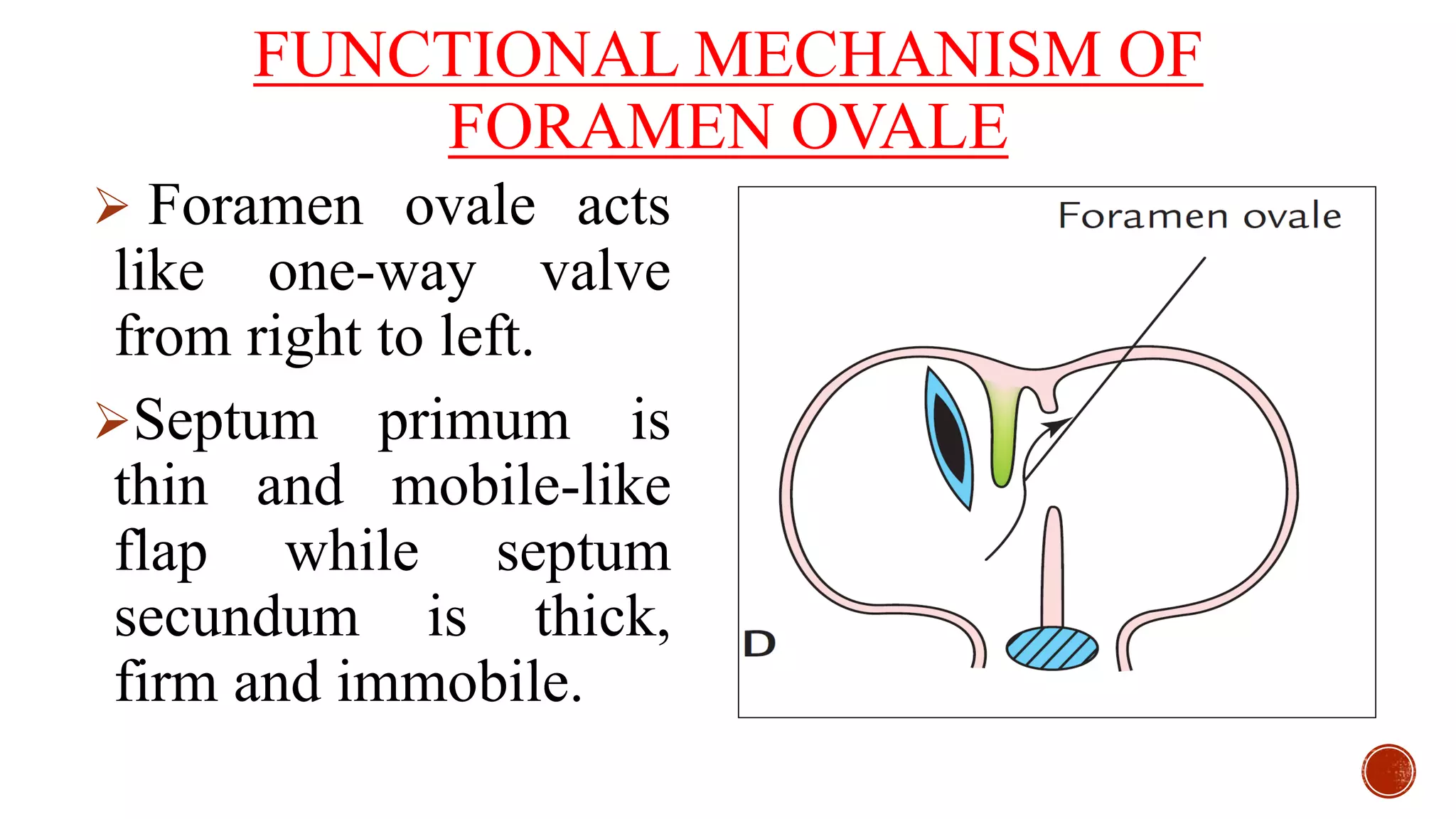 22. Development of Interatrial and Interventricular septum 2020.pdf