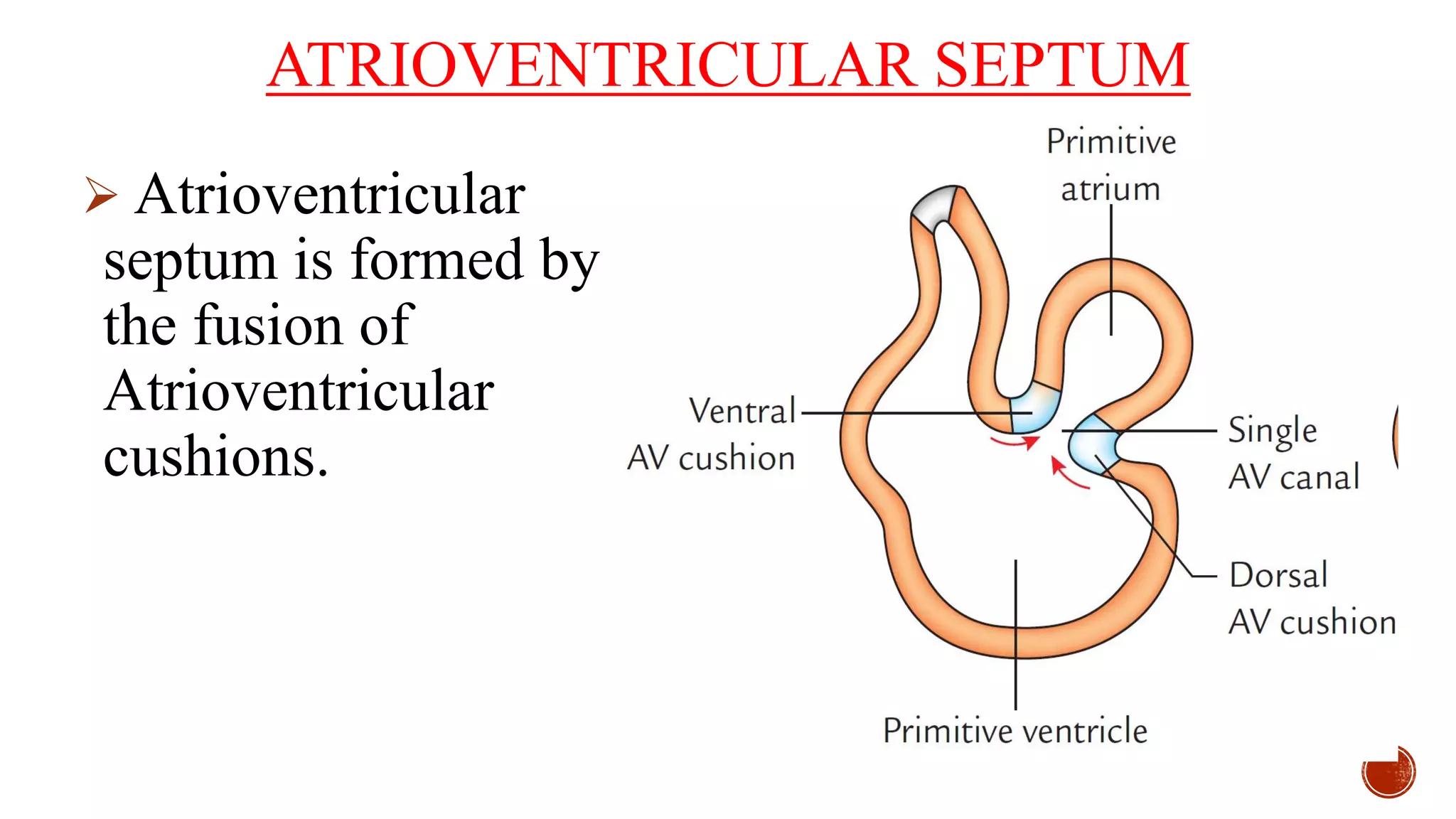 22. Development of Interatrial and Interventricular septum 2020.pdf