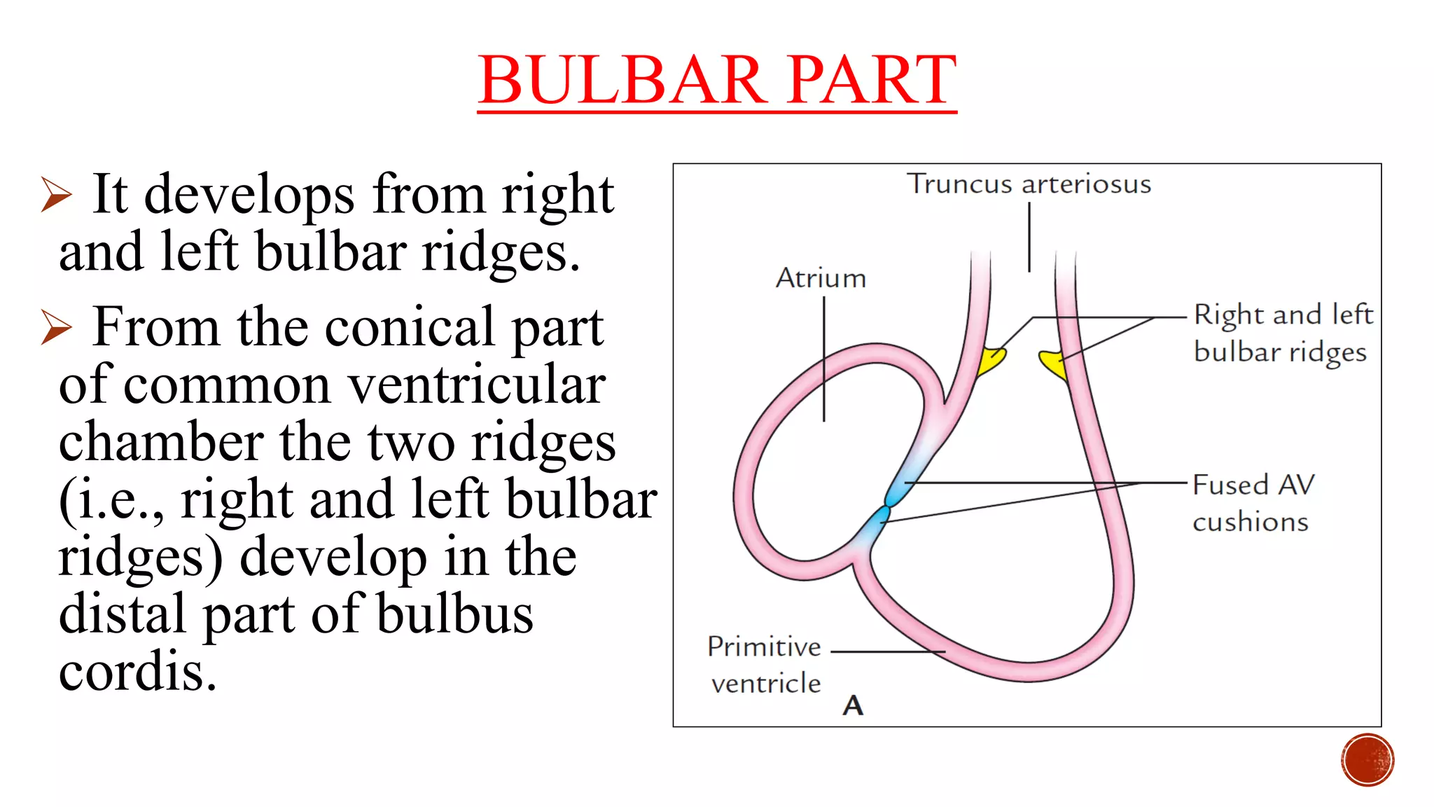 22. Development of Interatrial and Interventricular septum 2020.pdf