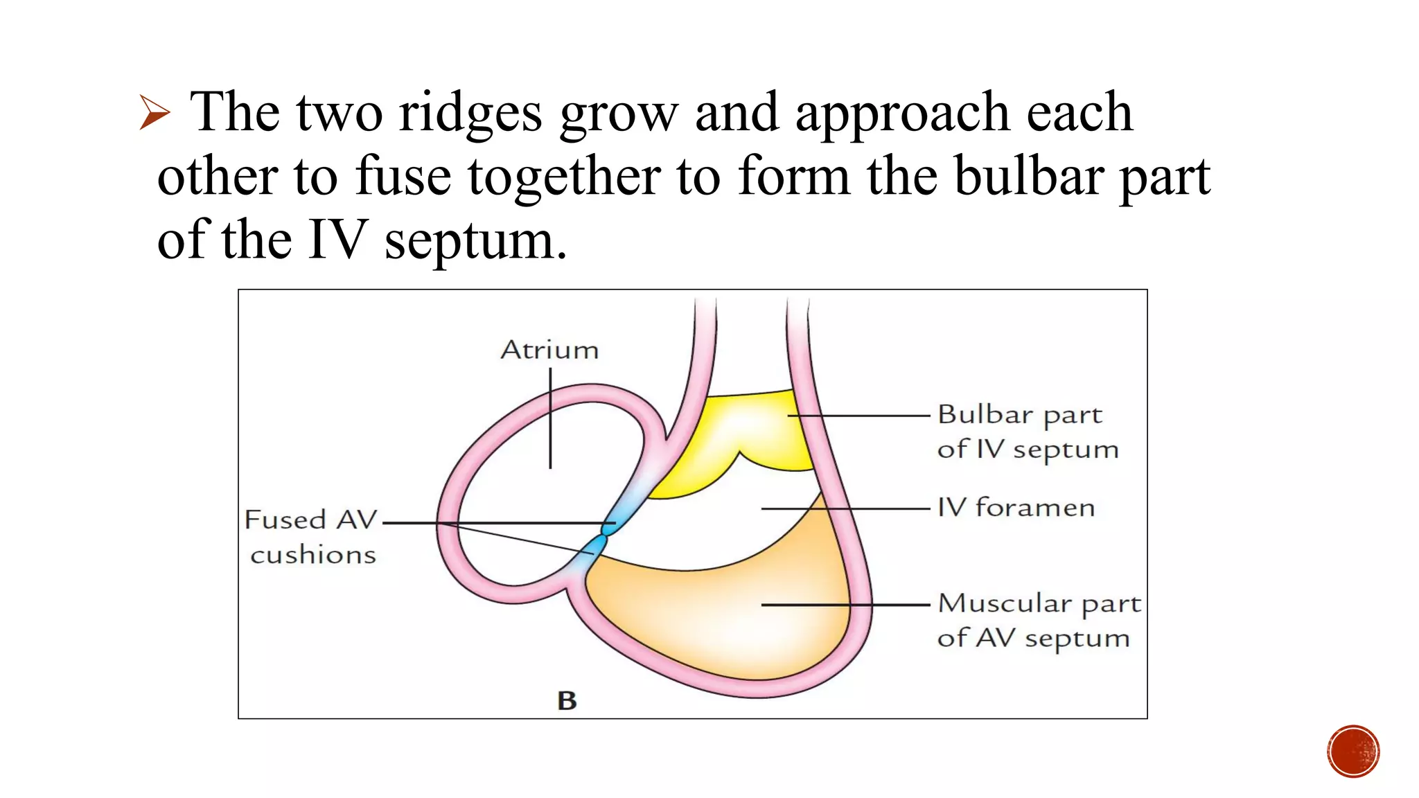 22. Development of Interatrial and Interventricular septum 2020.pdf