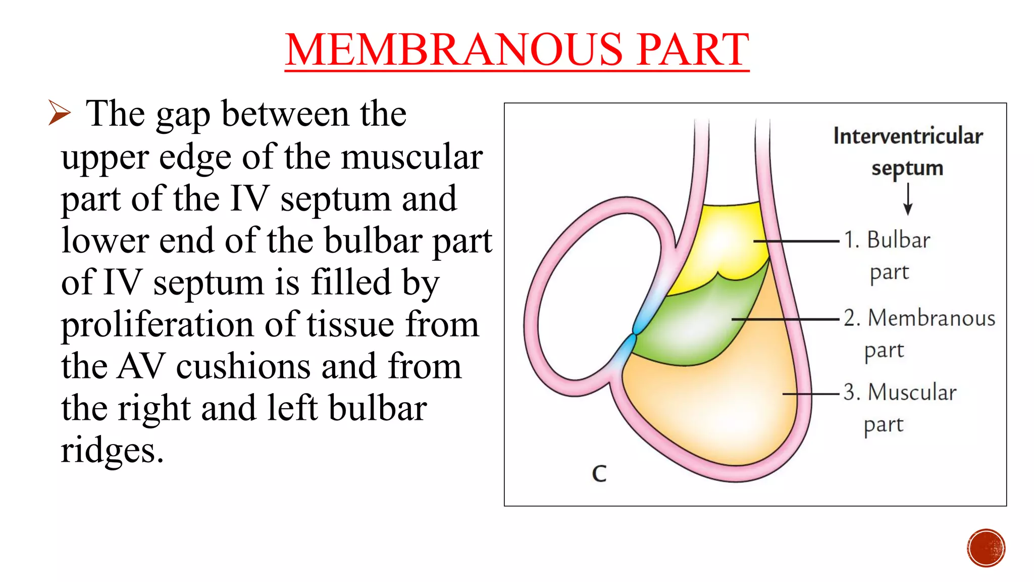 22. Development of Interatrial and Interventricular septum 2020.pdf
