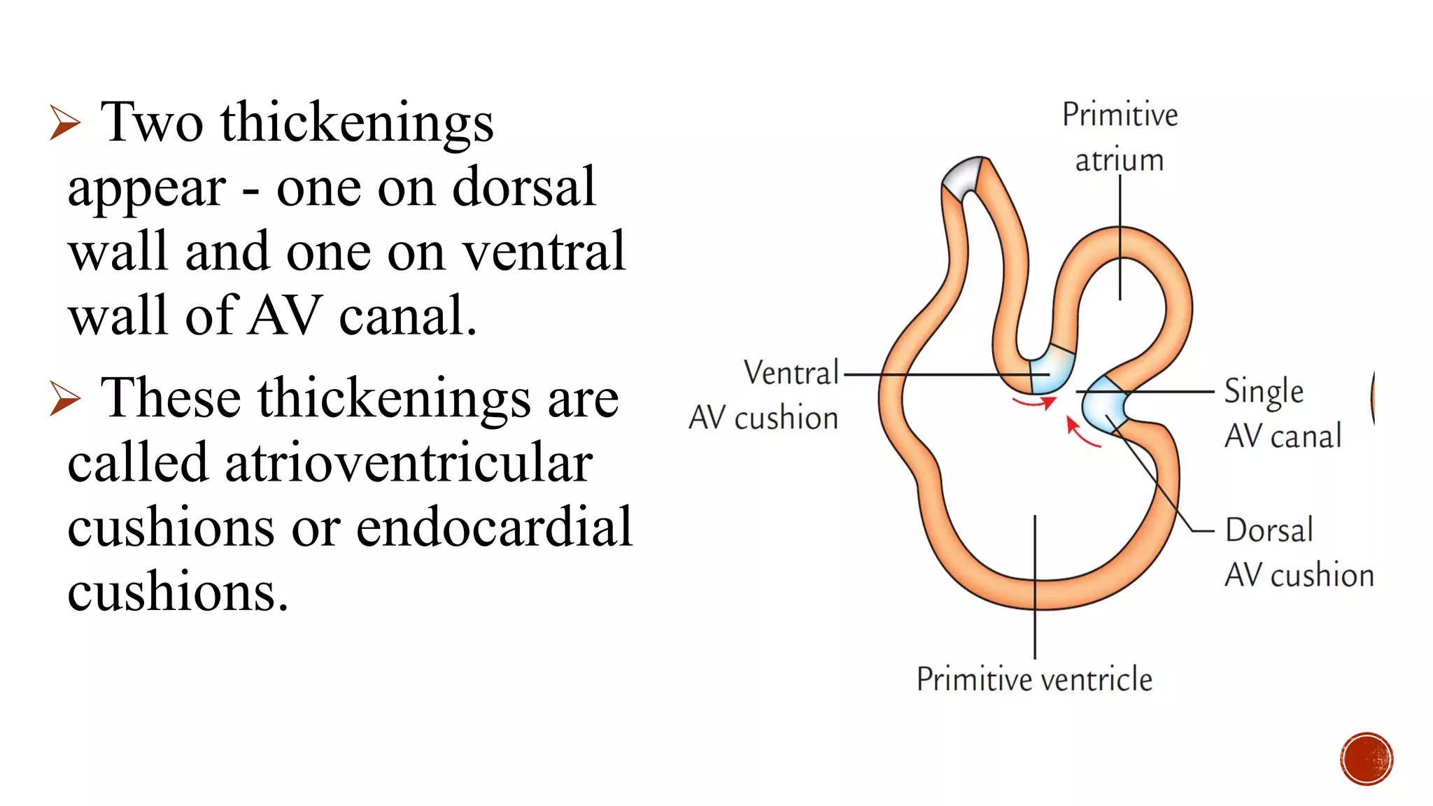 22. Development of Interatrial and Interventricular septum 2020.pdf