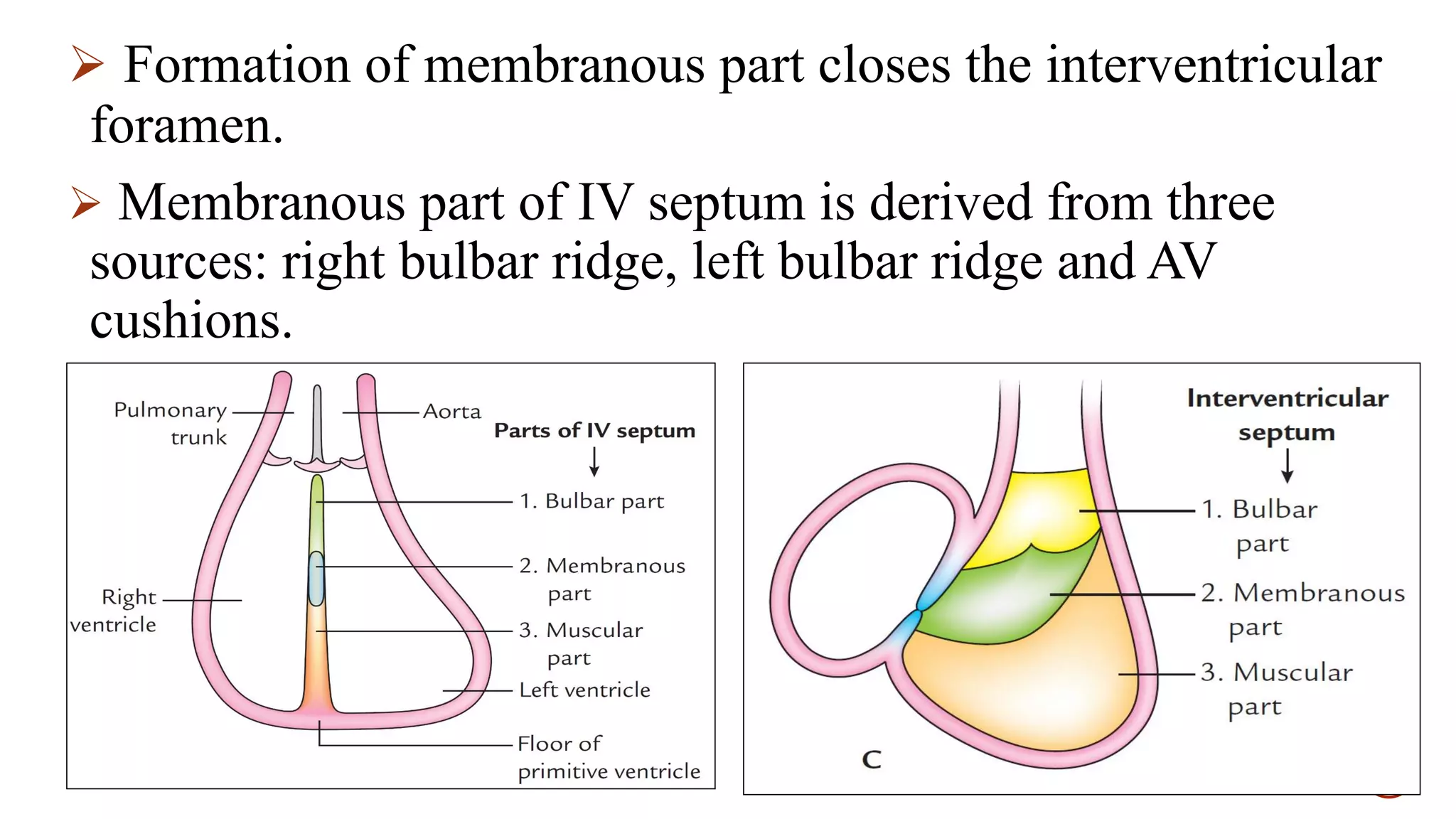 22. Development of Interatrial and Interventricular septum 2020.pdf