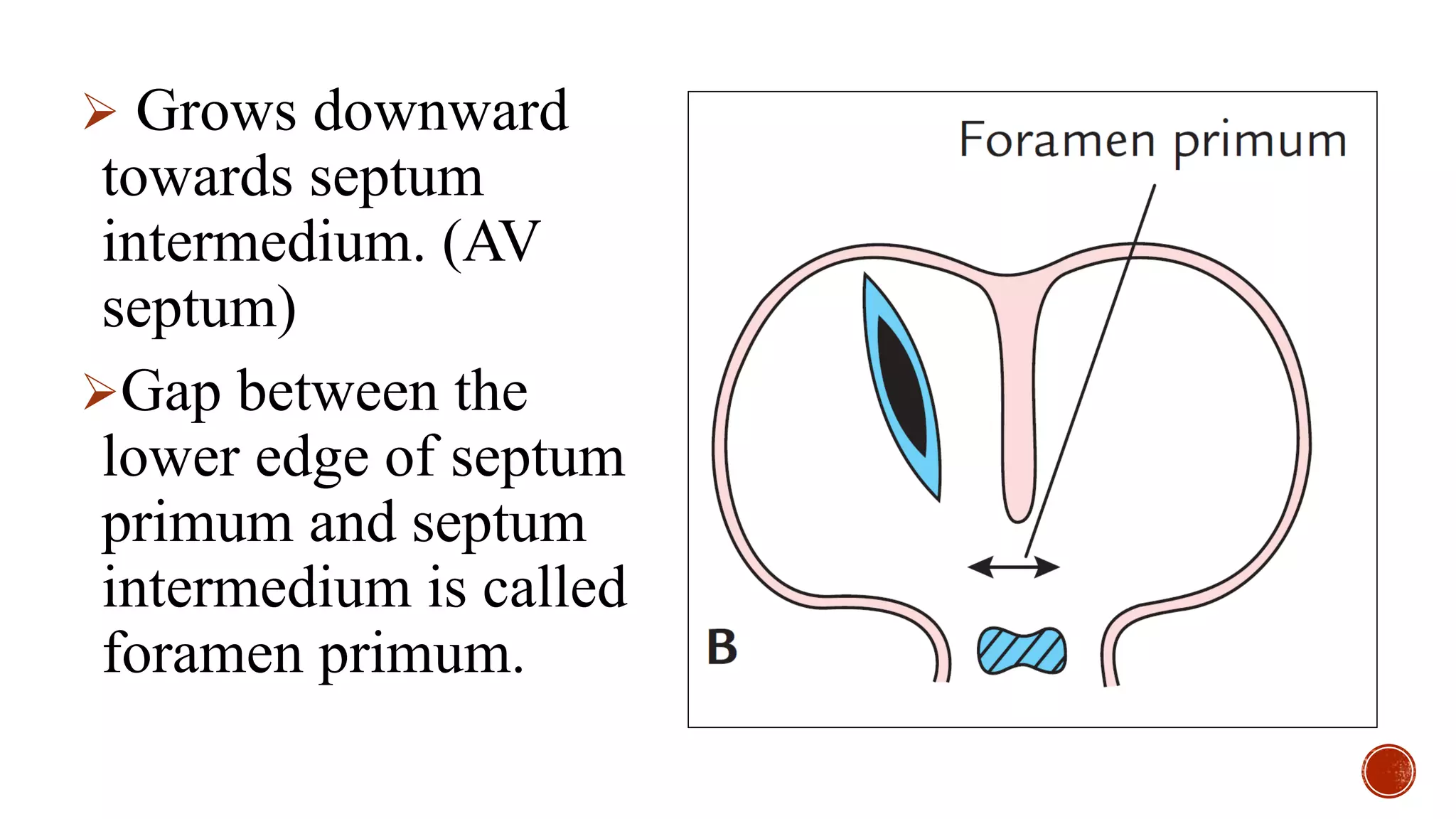 22. Development of Interatrial and Interventricular septum 2020.pdf