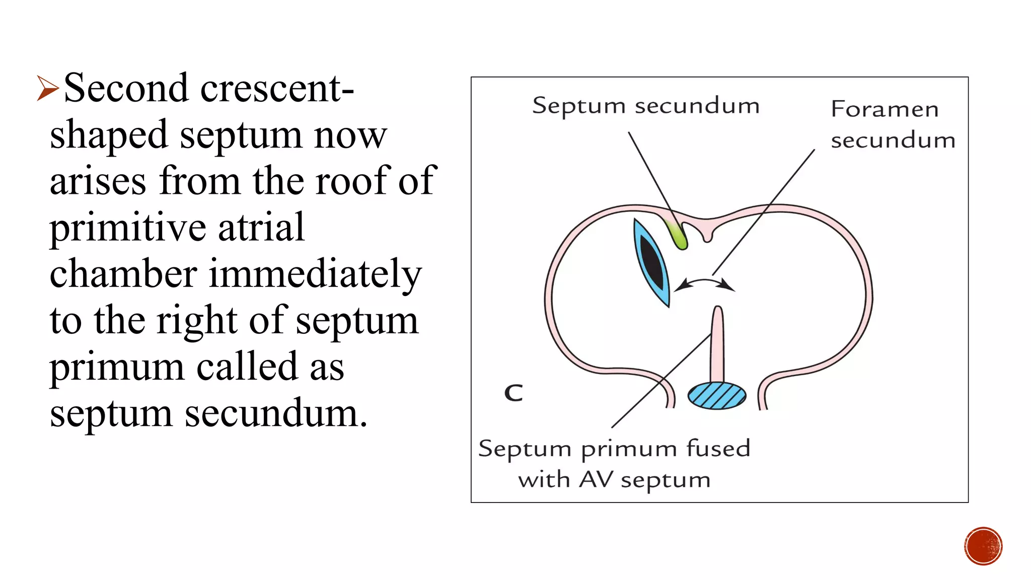 22. Development of Interatrial and Interventricular septum 2020.pdf