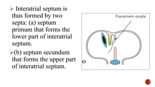 22. Development of Interatrial and Interventricular septum 2020.pdf