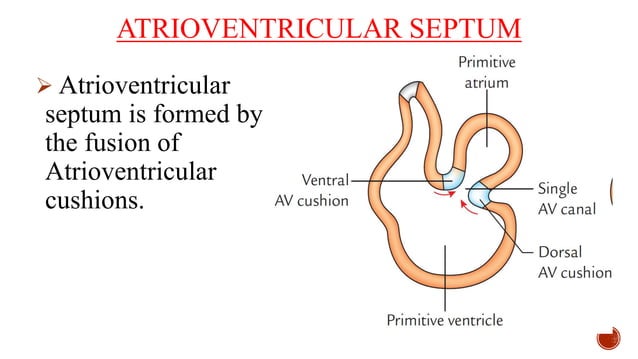 22. Development of Interatrial and Interventricular septum 2020.pdf ...