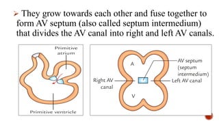 22. Development of Interatrial and Interventricular septum 2020.pdf ...