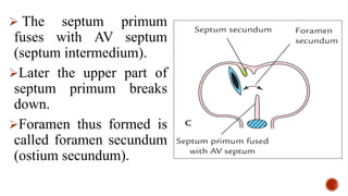 22. Development of Interatrial and Interventricular septum 2020.pdf