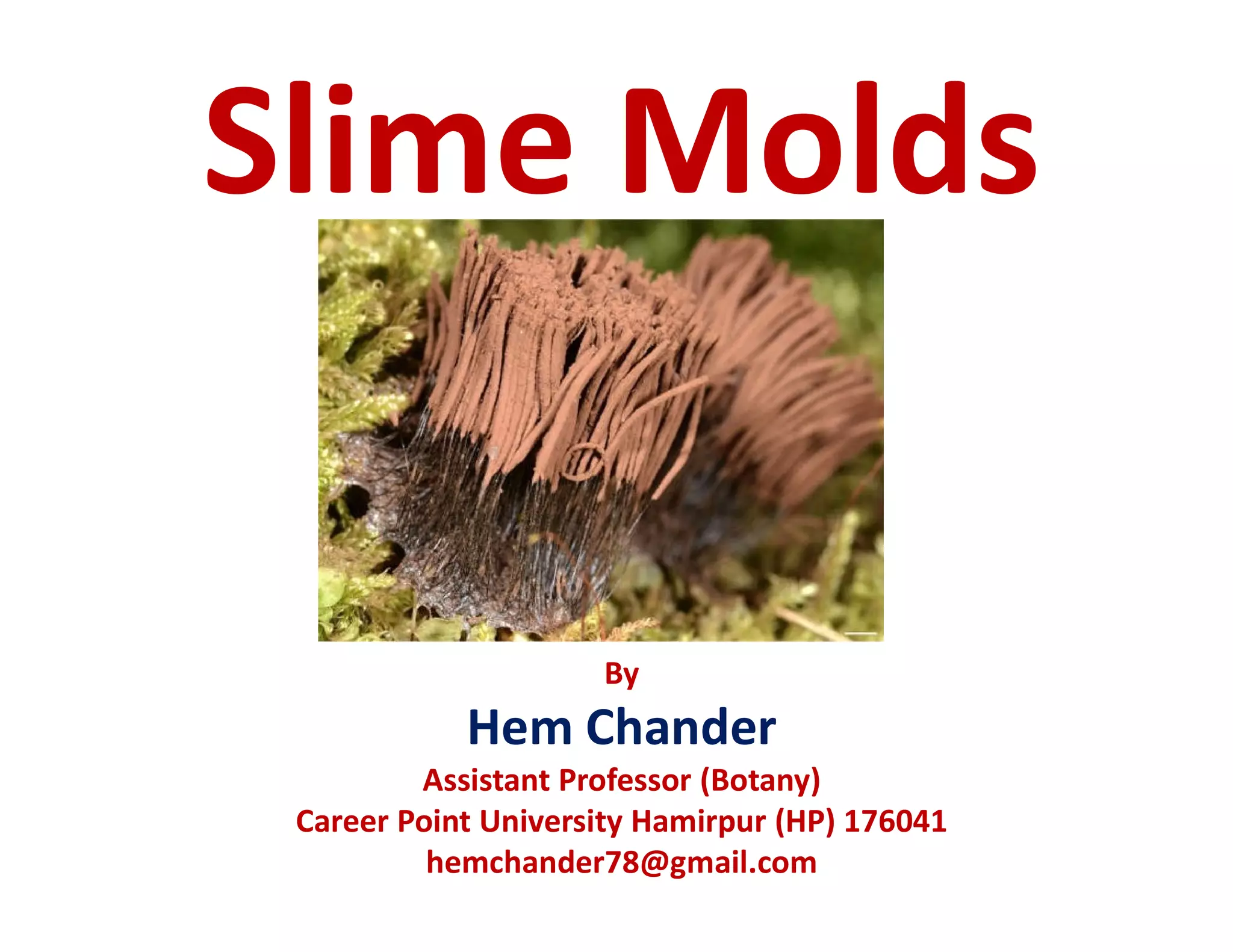 22. Slime Molds.pdf