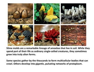 22. Slime Molds.pdf
