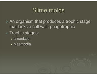 22. Slime Molds.pdf