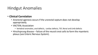 22. HINDGUT DEVNT-1.pptx