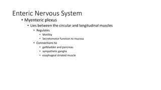 22. HINDGUT DEVNT-1.pptx