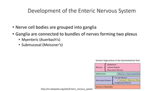 22. HINDGUT DEVNT-1.pptx