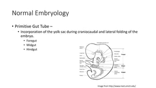 22. HINDGUT DEVNT-1.pptx