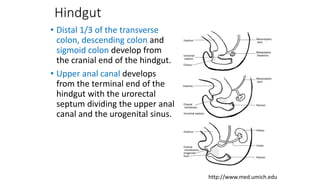 22. HINDGUT DEVNT-1.pptx
