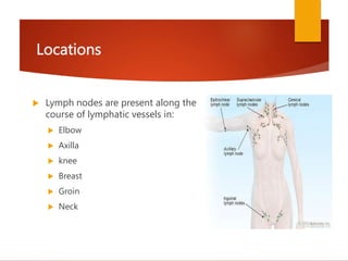 22. Lymphatic System.lymphatic system physiologu | PPT