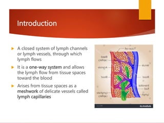 22. Lymphatic System.lymphatic system physiologu | PPT