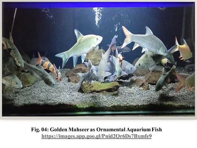 Golden Masheer (Tor putitora): Pakistan’s National Fish | PDF