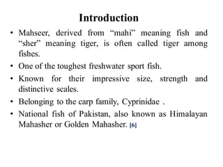 Golden Masheer (Tor putitora): Pakistan’s National Fish | PDF