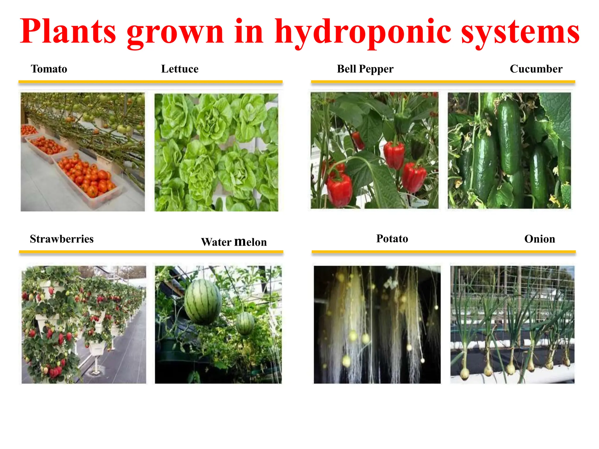22. Hyydroponics, aeroponics, verticulture and riverbed farming.pptx