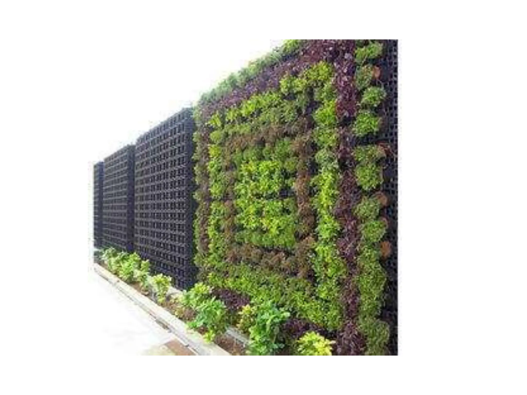 22. Hyydroponics, aeroponics, verticulture and riverbed farming.pptx