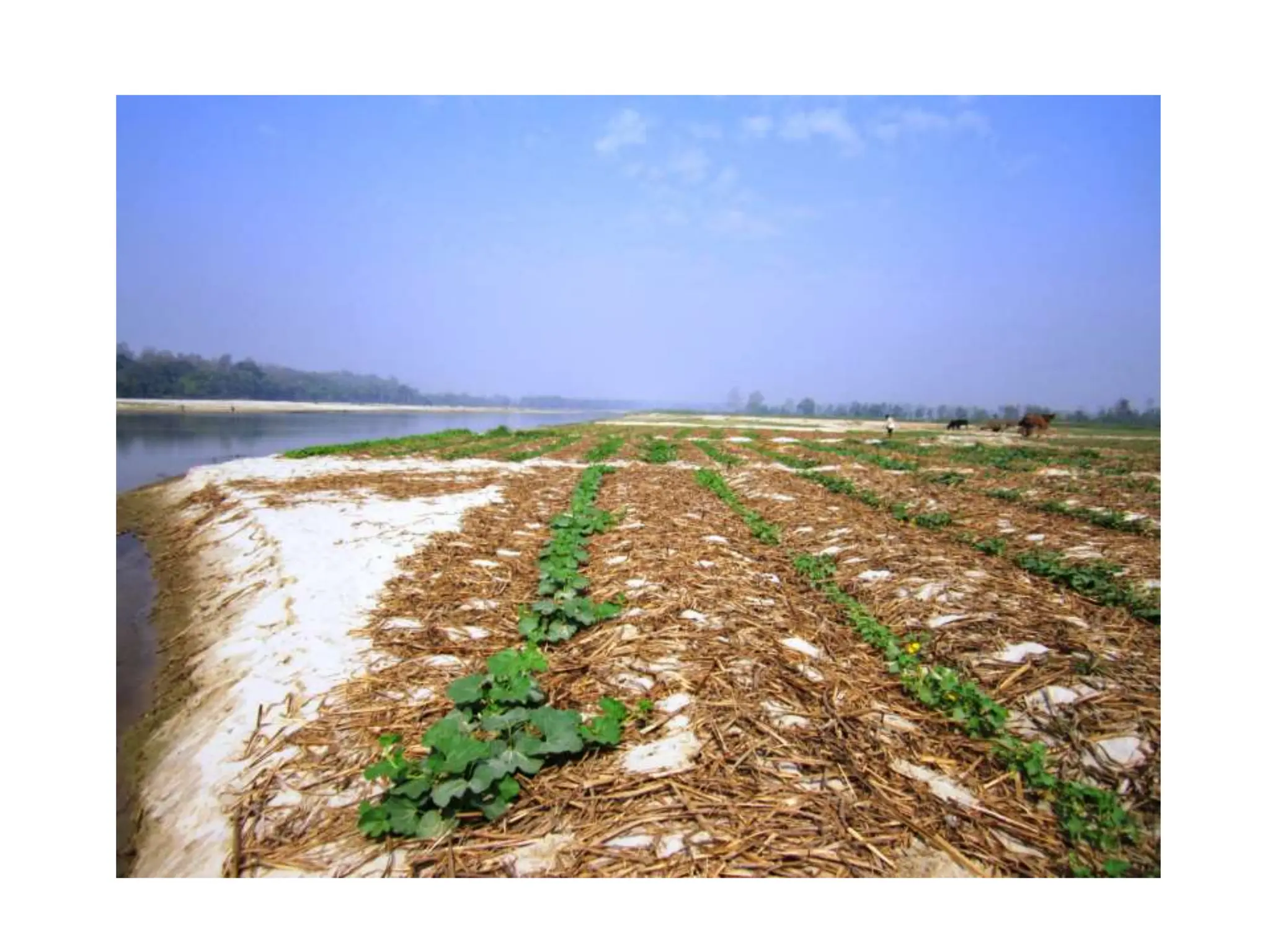 22. Hyydroponics, aeroponics, verticulture and riverbed farming.pptx