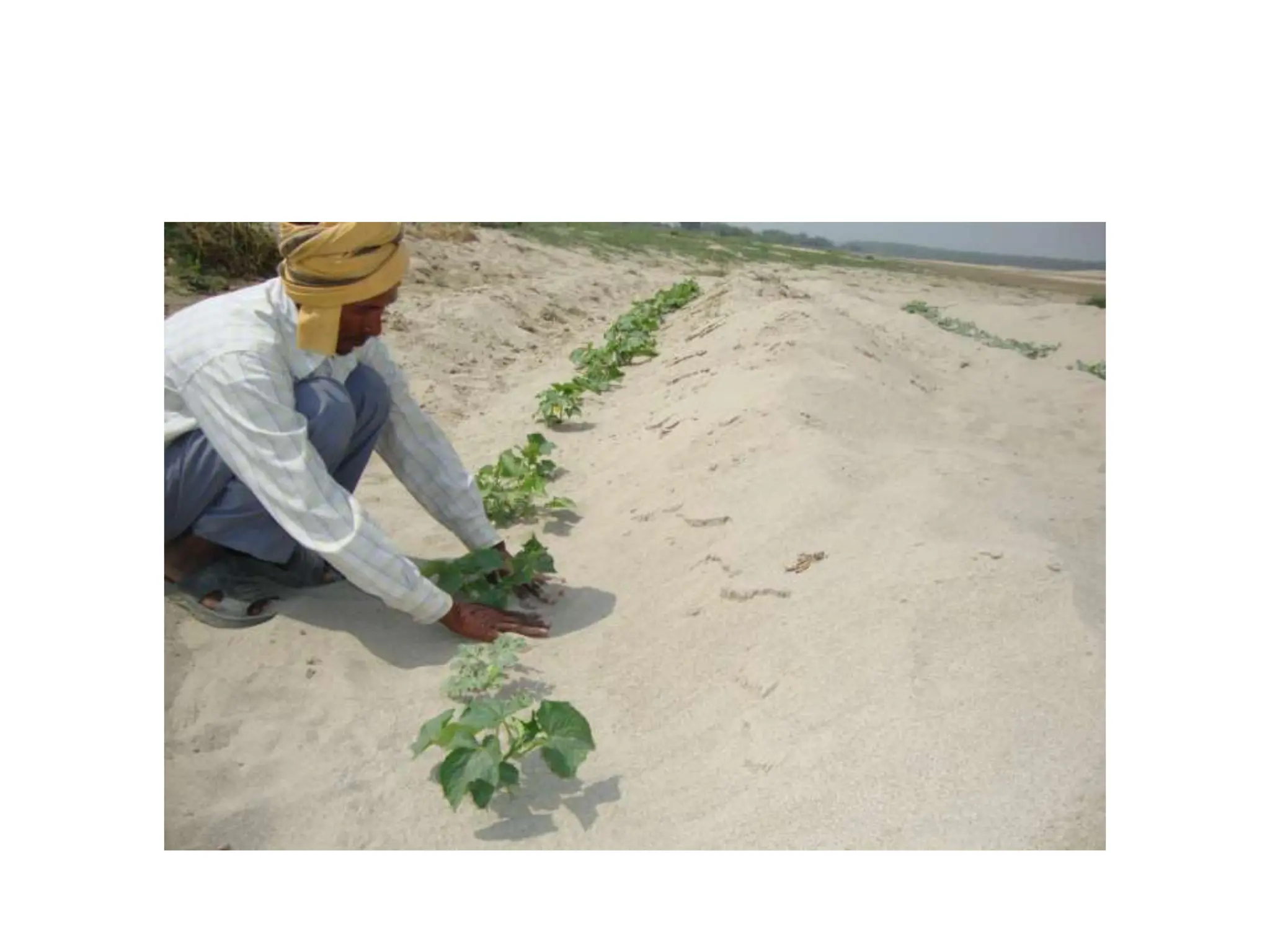 22. Hyydroponics, aeroponics, verticulture and riverbed farming.pptx