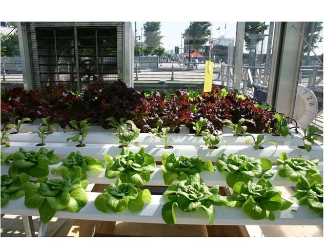 22. Hyydroponics, aeroponics, verticulture and riverbed farming.pptx