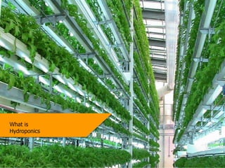 22. Hyydroponics, aeroponics, verticulture and riverbed farming.pptx