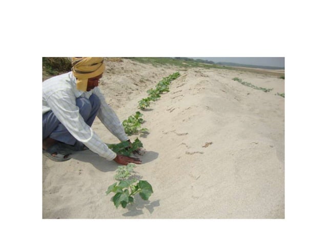 22. Hyydroponics, aeroponics, verticulture and riverbed farming.pptx