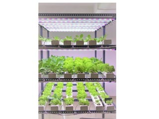 22. Hyydroponics, aeroponics, verticulture and riverbed farming.pptx