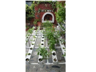 22. Hyydroponics, aeroponics, verticulture and riverbed farming.pptx